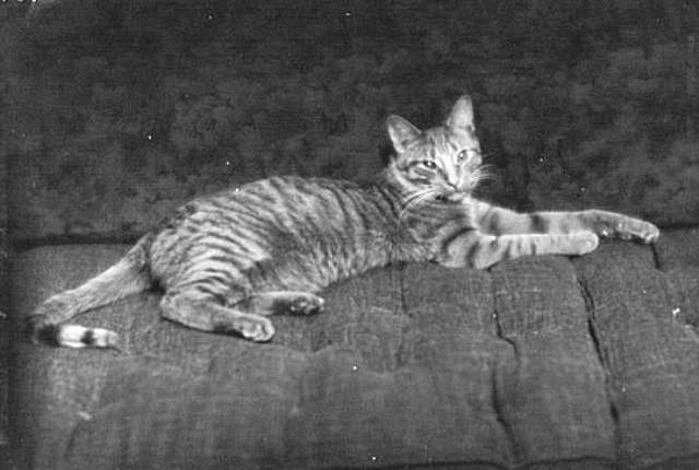 1911: New York's Buzzer, the Most Photographed Cat in America The ...