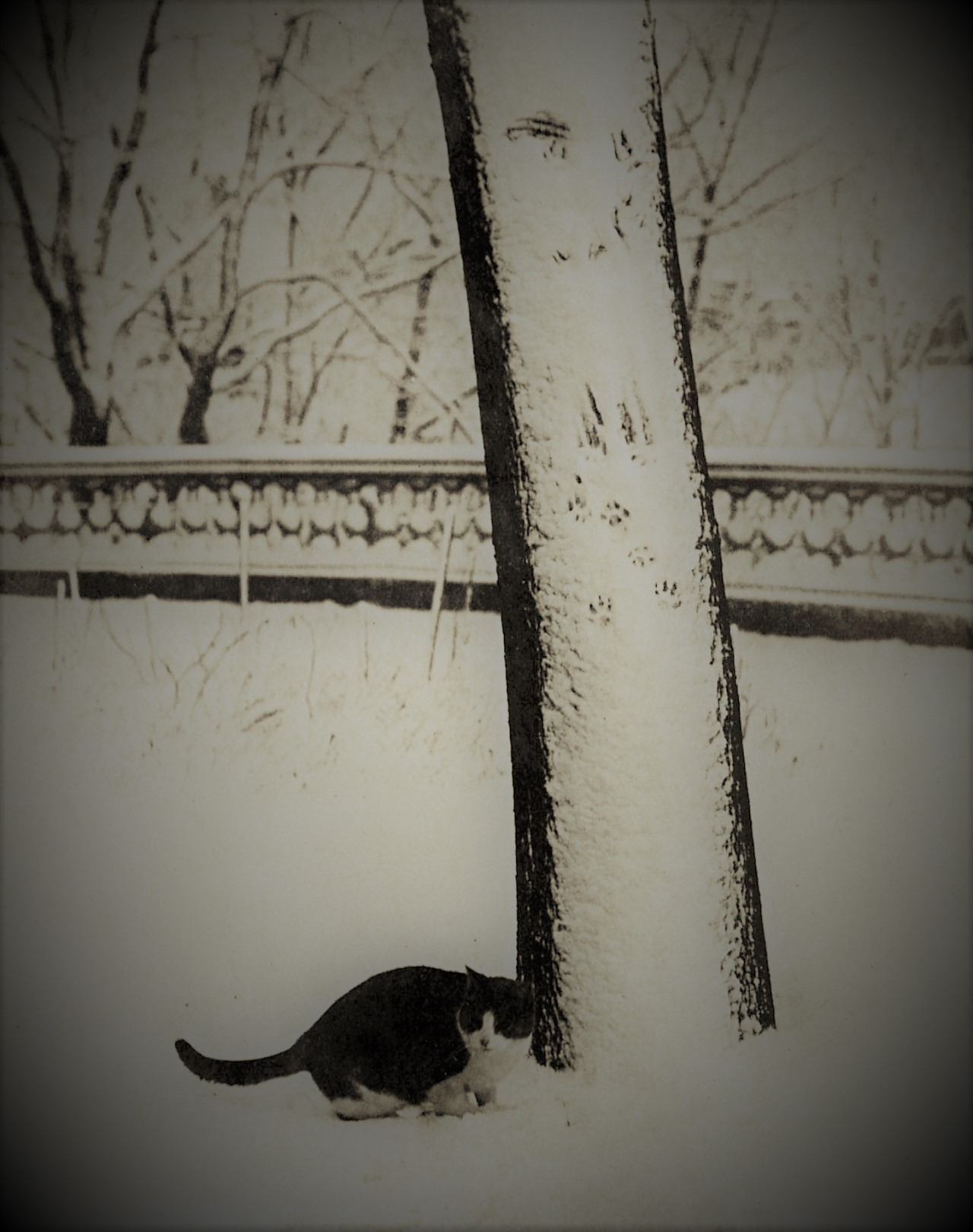 1893: A Carroll Gardens Cat and a Tree Grow in Brooklyn - The Hatching ...